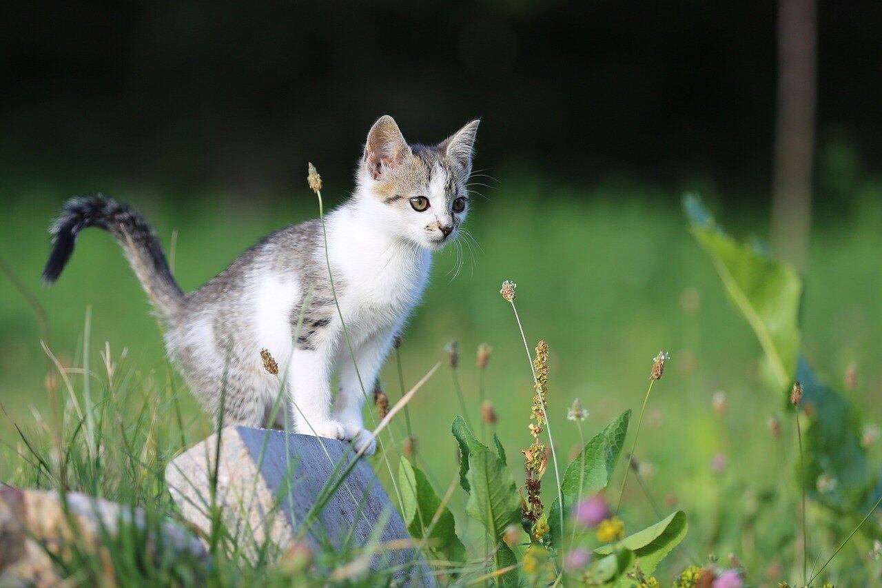 腾讯云ADP国内首发AI原生Widget：一句话秒级生成交互组件，重塑Agent使用体验 - InfoQ